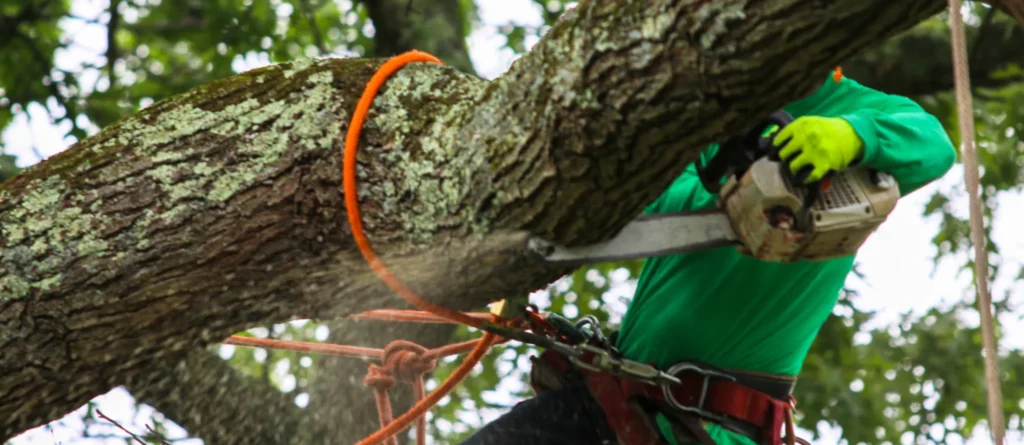 Do Tree Roots Grow Back After Being Cut?
