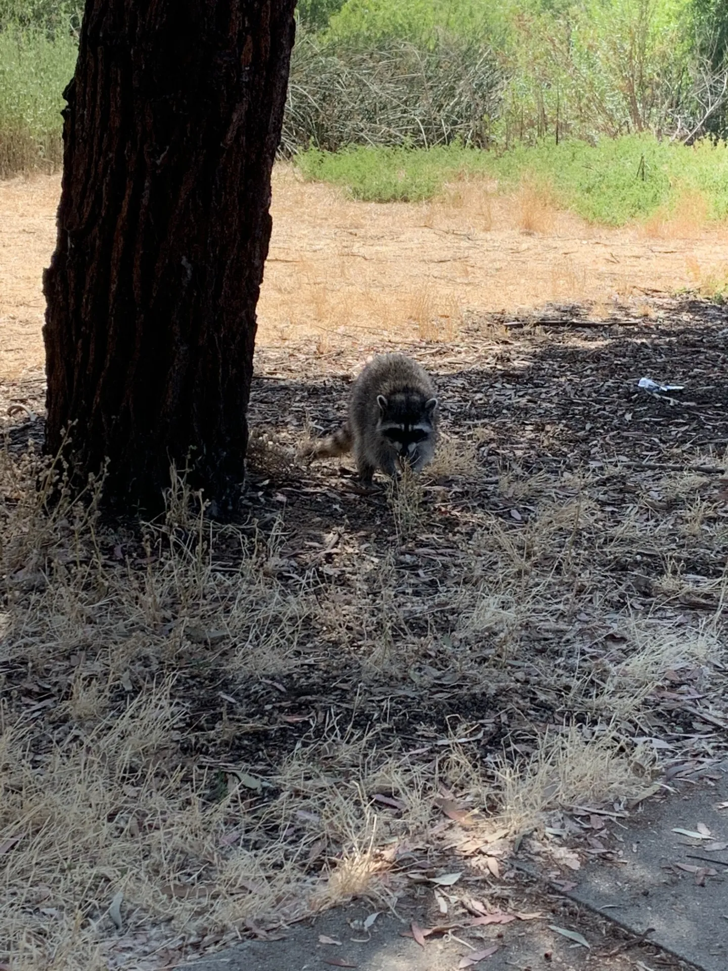 How Do Trees Help Fight Climate Change? - Rolling Green Inc